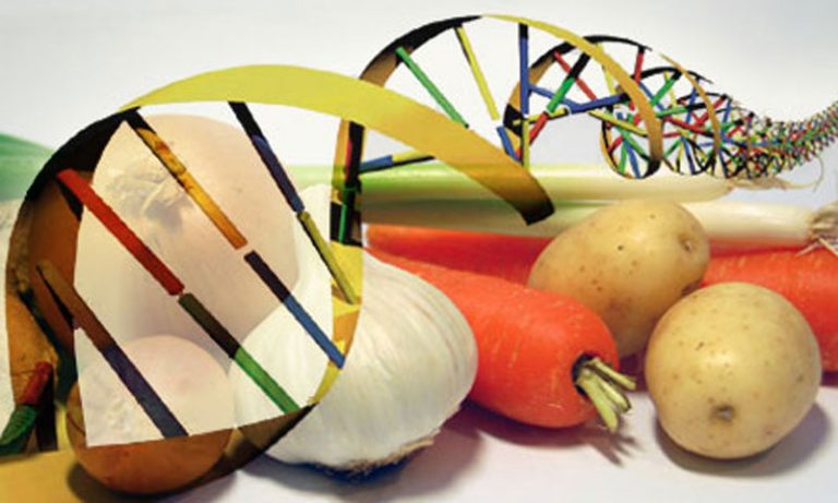 Che cosa sono gli OGM: i pro e i contro. Come riconoscere i prodotti ...