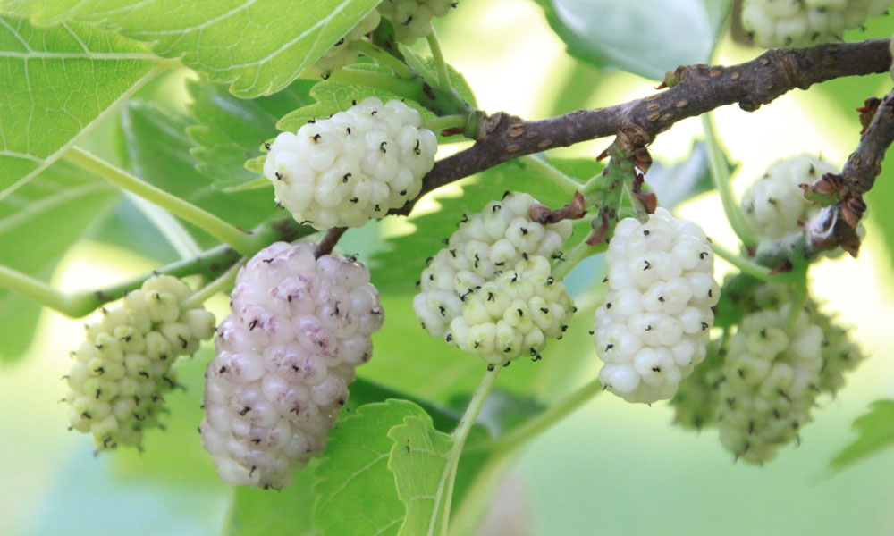 Il gelso: un benefico frutto antico e quasi dimenticato